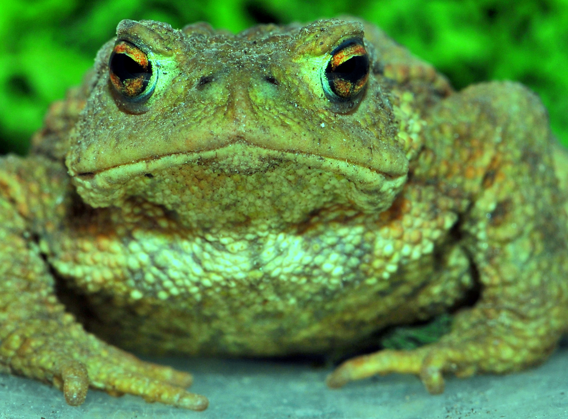 The Toad, Death and the Maiden | People of Goda, the Clan of Tubal Cain