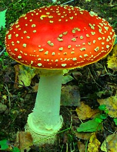 The Toad, Death and the Maiden | People of Goda, the Clan of Tubal Cain